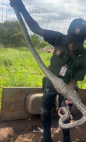 Bloated snake captured after eating two ducks in KZN