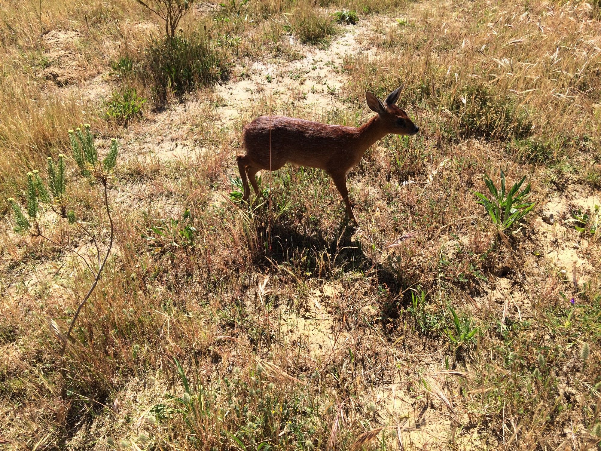 Bokkie finds a new home