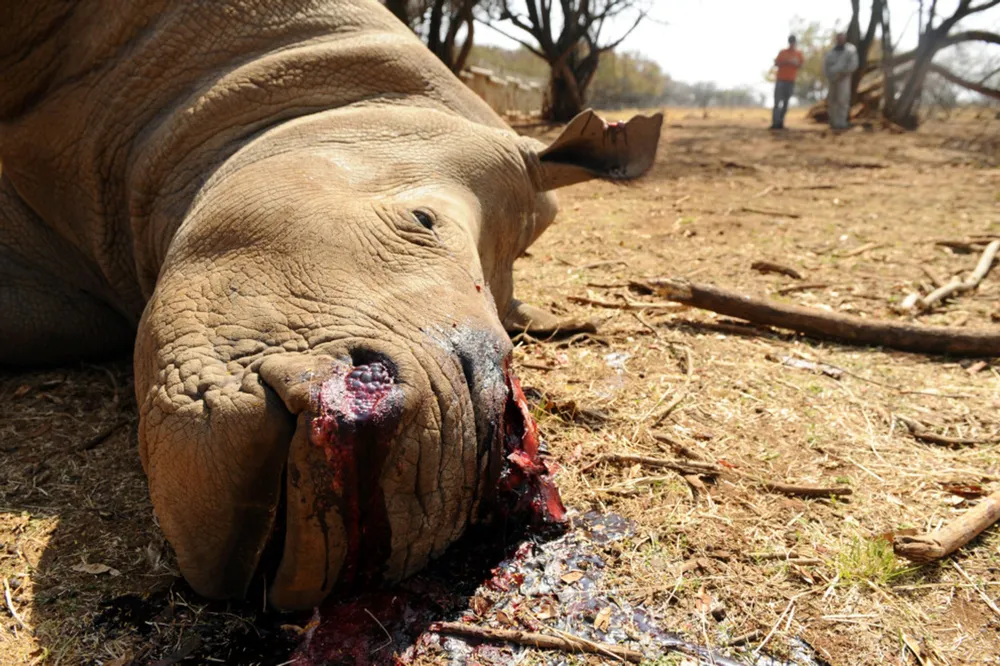 Corruption aids rhino horn smuggling