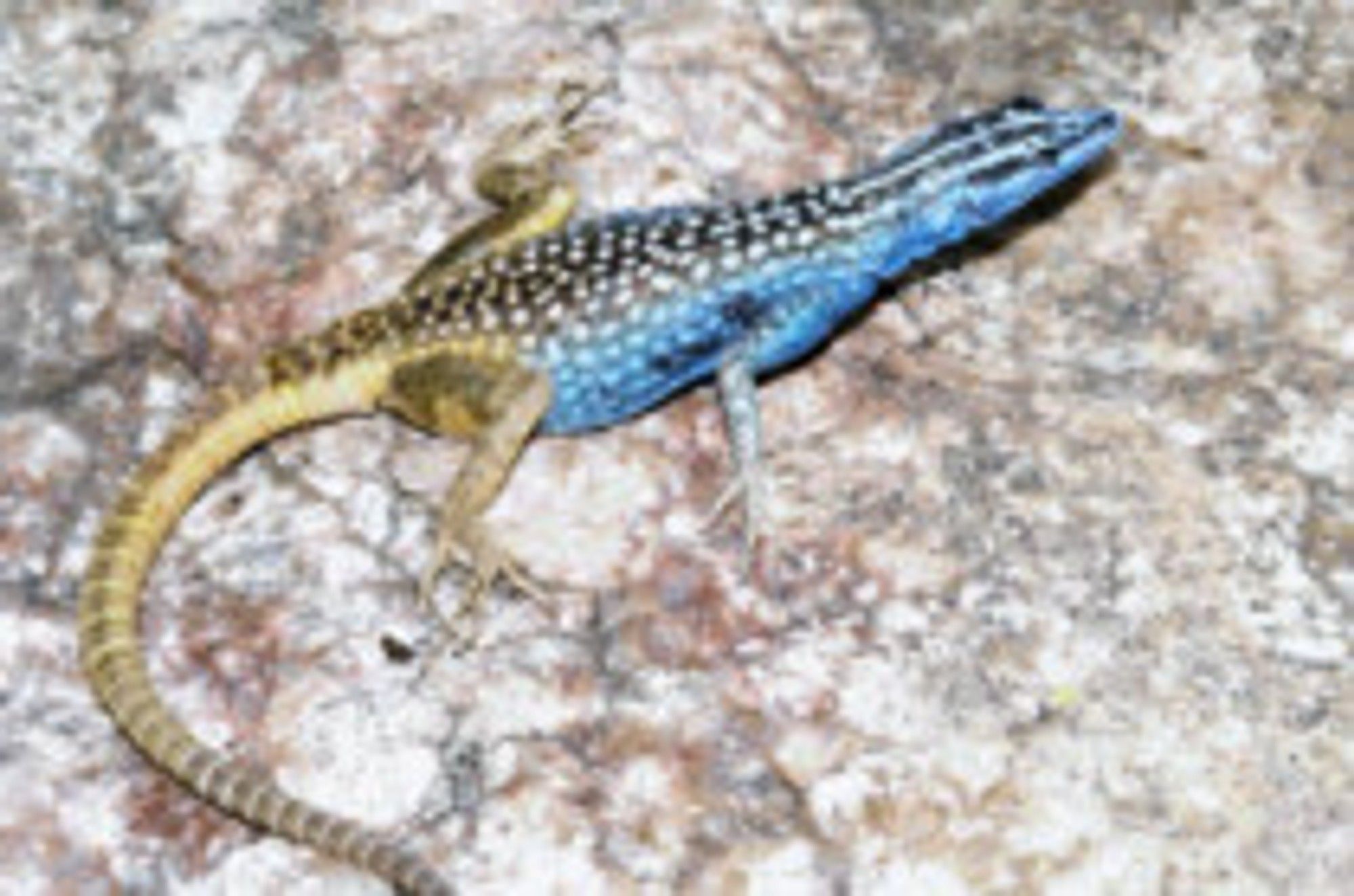 ‘New’ lizard found in N Cape