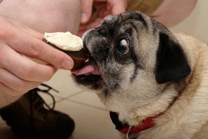 Keep chocolates away from dogs as Christmas season sets in