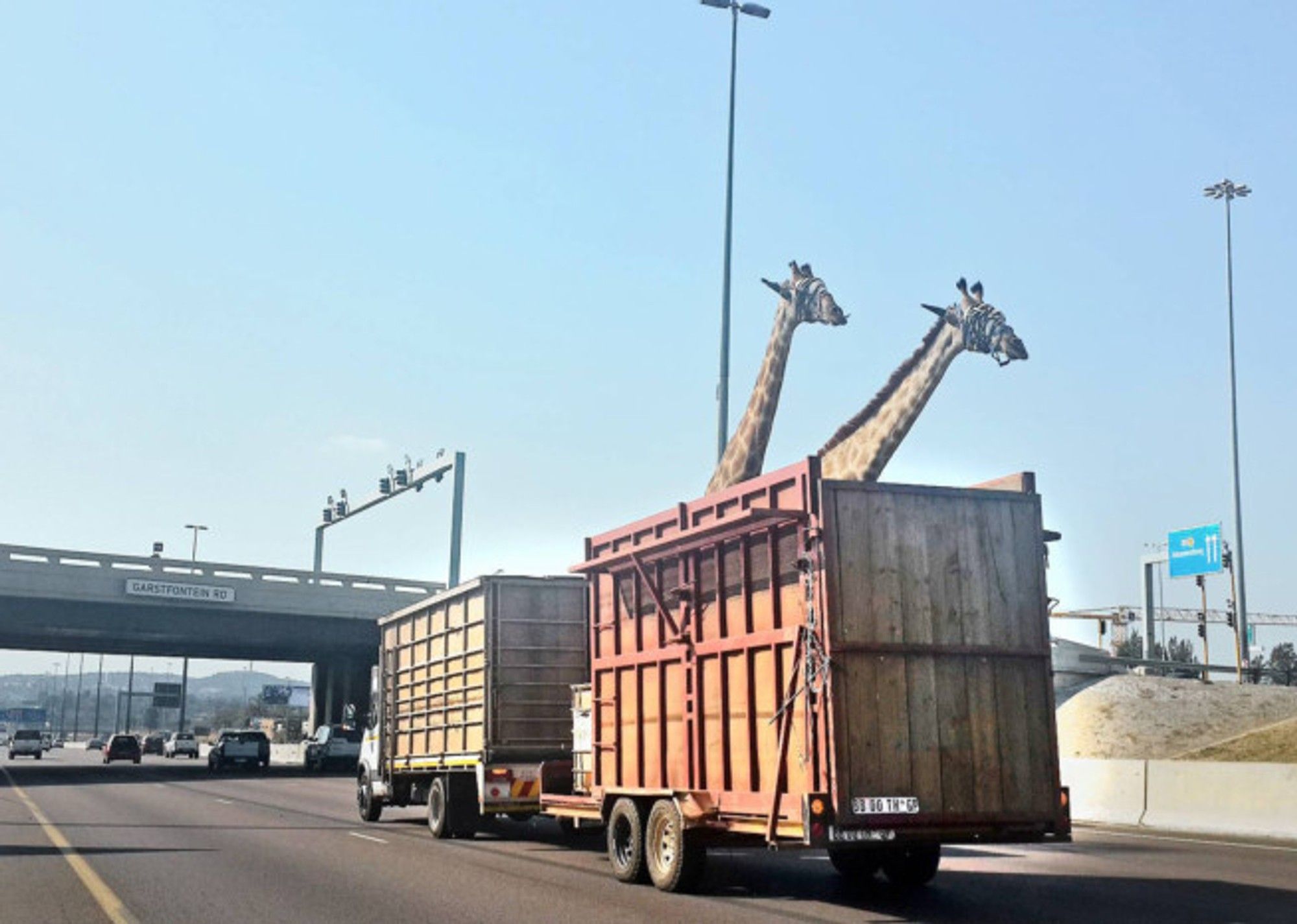 SPCA rubbish giraffe ‘accident’ ruling