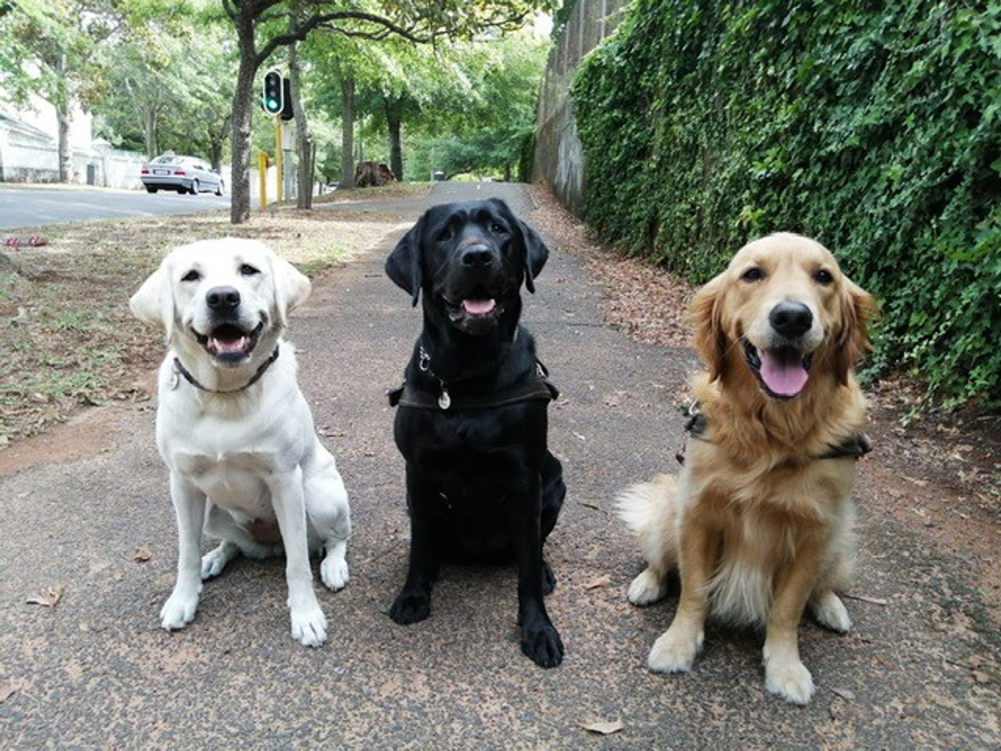 Guide dogs need your help