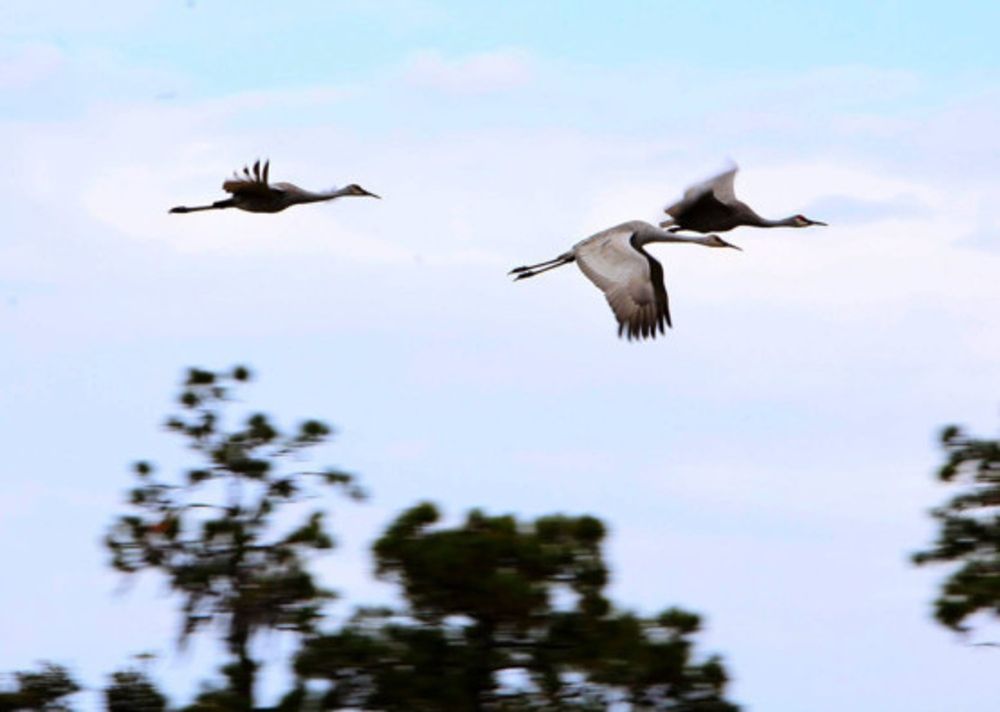 Why don’t birds get lost?