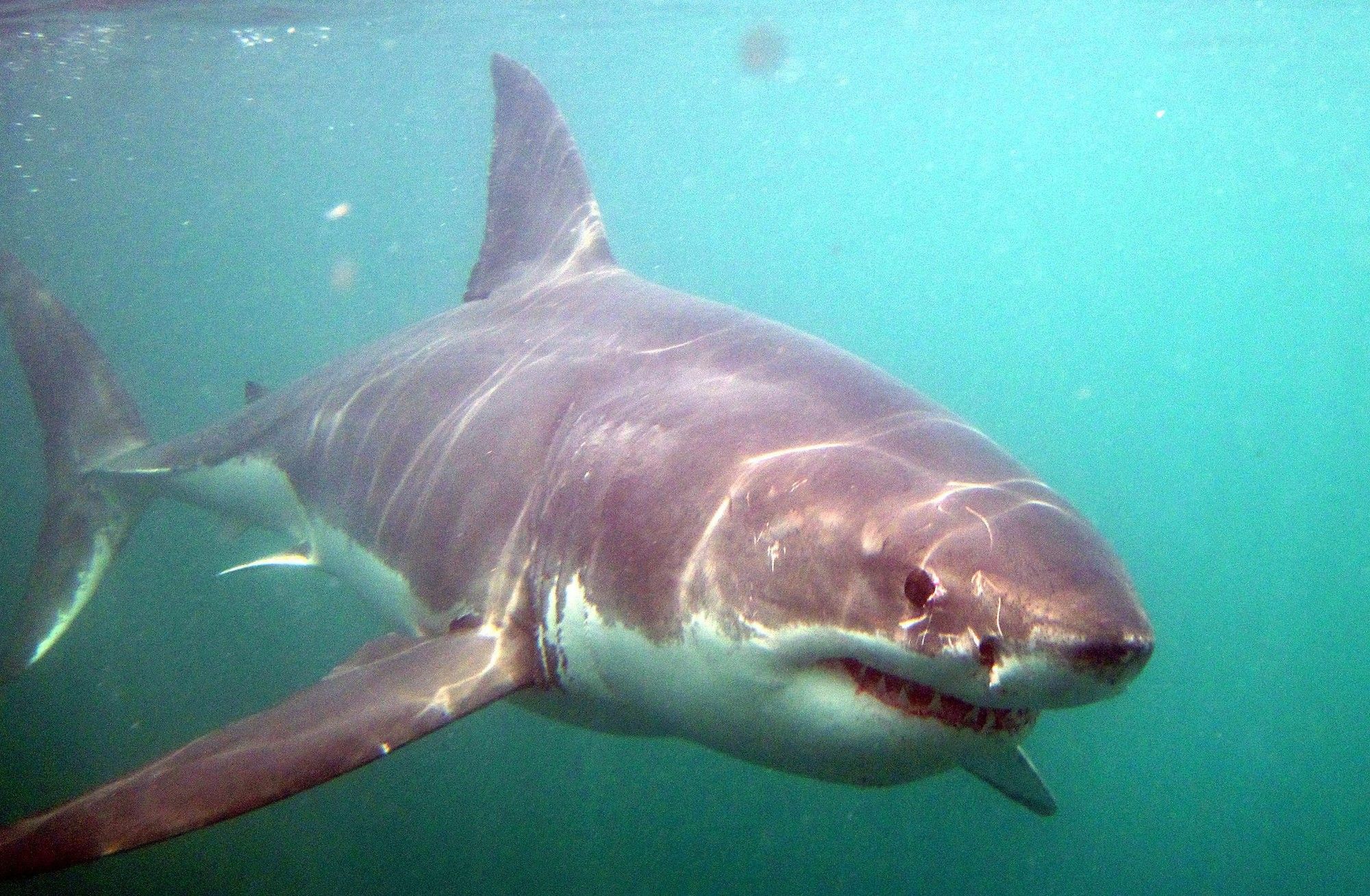 Shark chumming plan furore