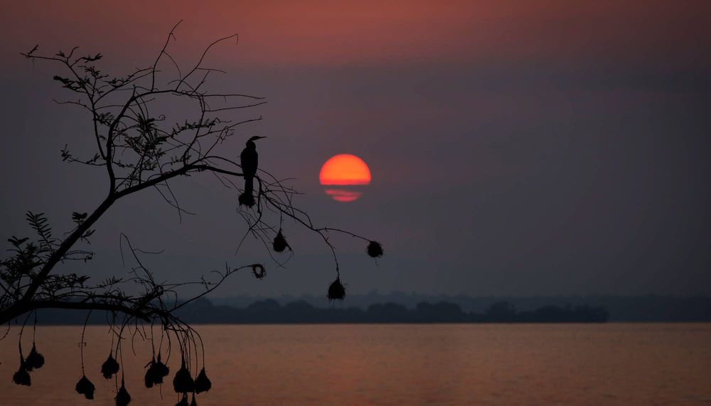 Rwanda's Akagera Park embarks on conservation drive to protect wildlife ...