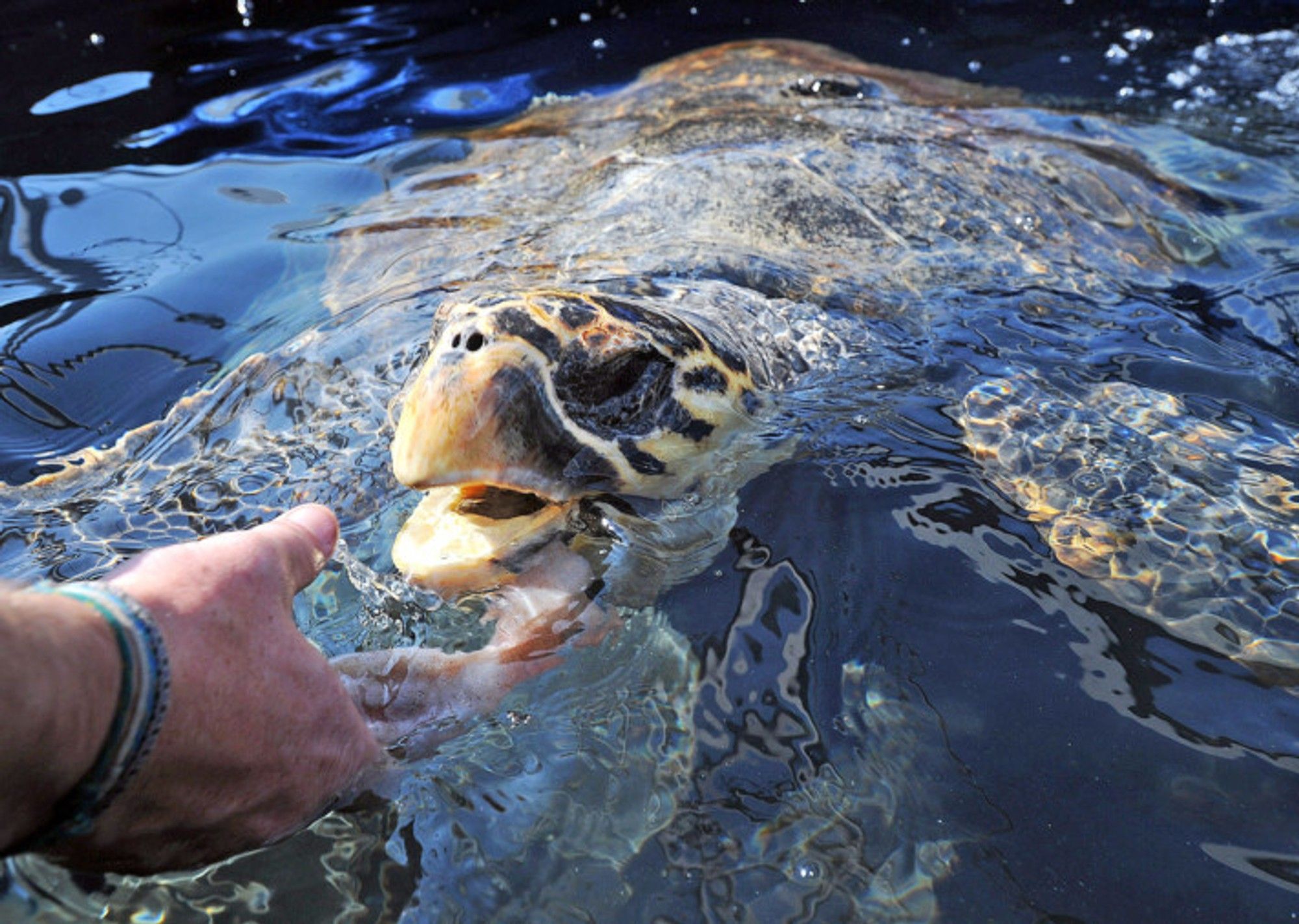 Cape’s a safe haven for special turtles