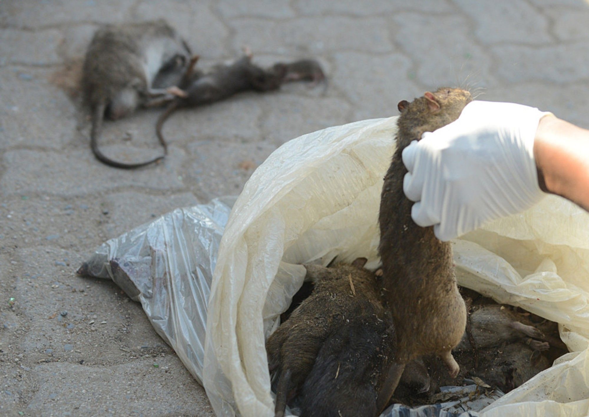 Owls no use in Alex rat war