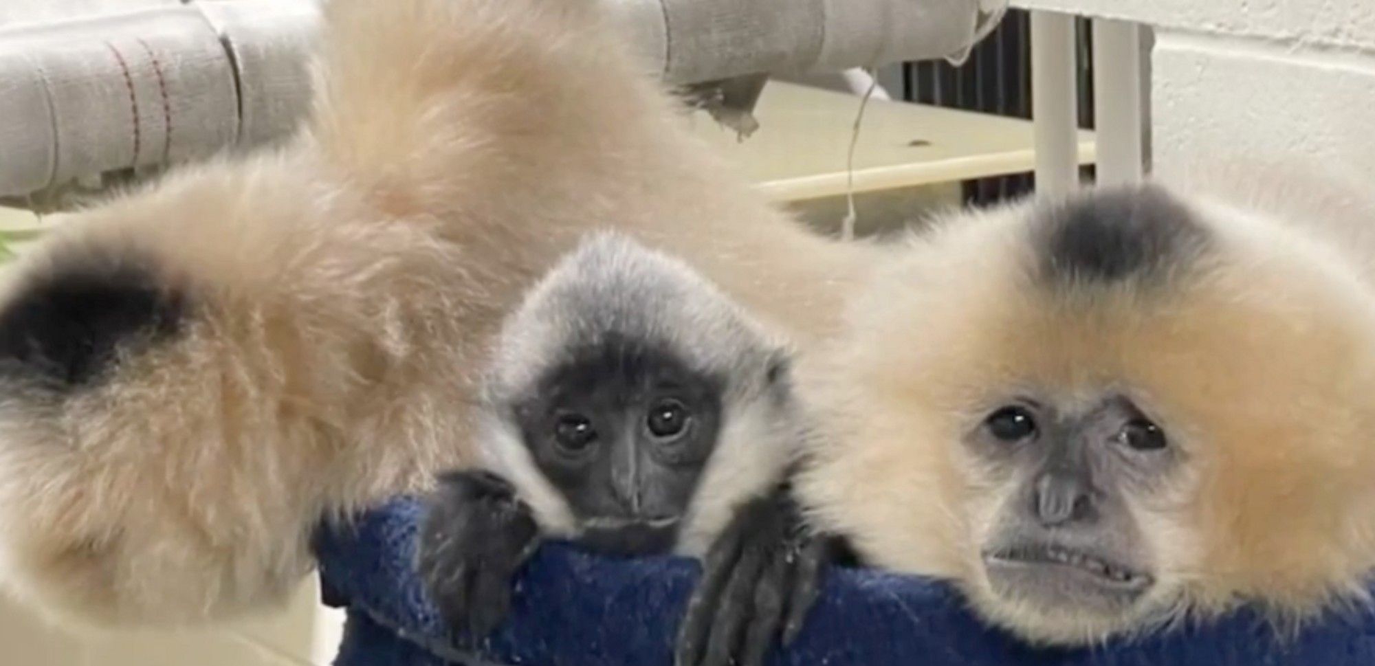 WATCH: Simian same-sex parents successfully adopt abandoned baby gibbon