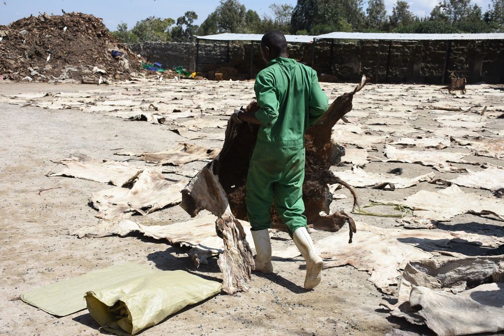 Illegal donkey skin trading online a rising concern