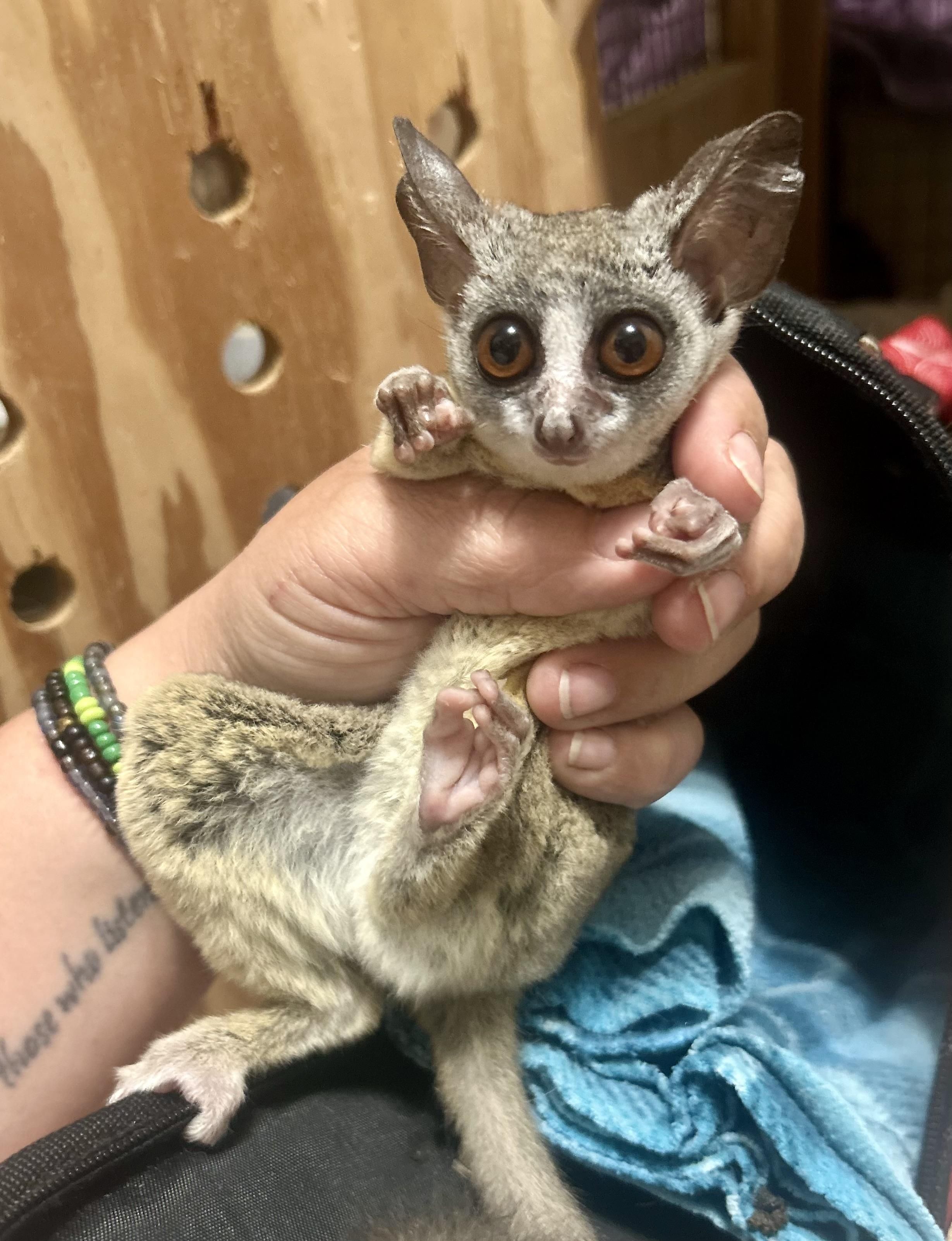 Bush baby returns home after unexpected journey to Cape Town aboard ...