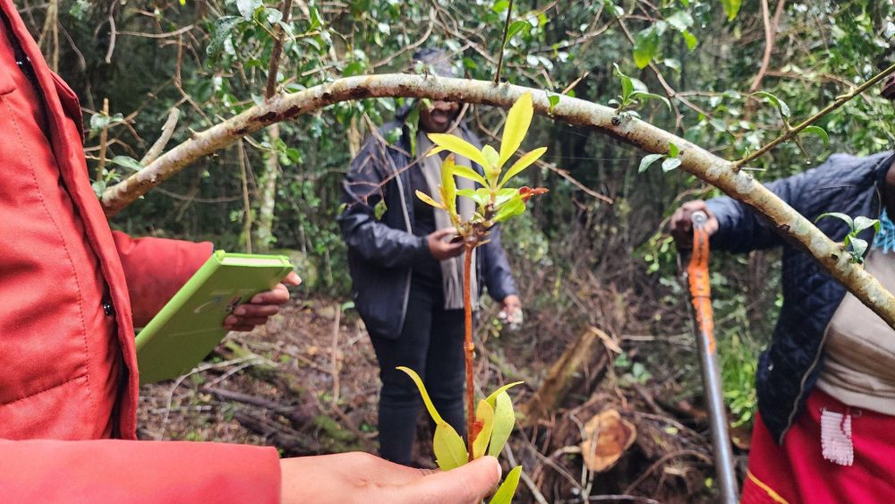 Reviving Newlands Forest: SANParks' tree planting initiative tackles ...