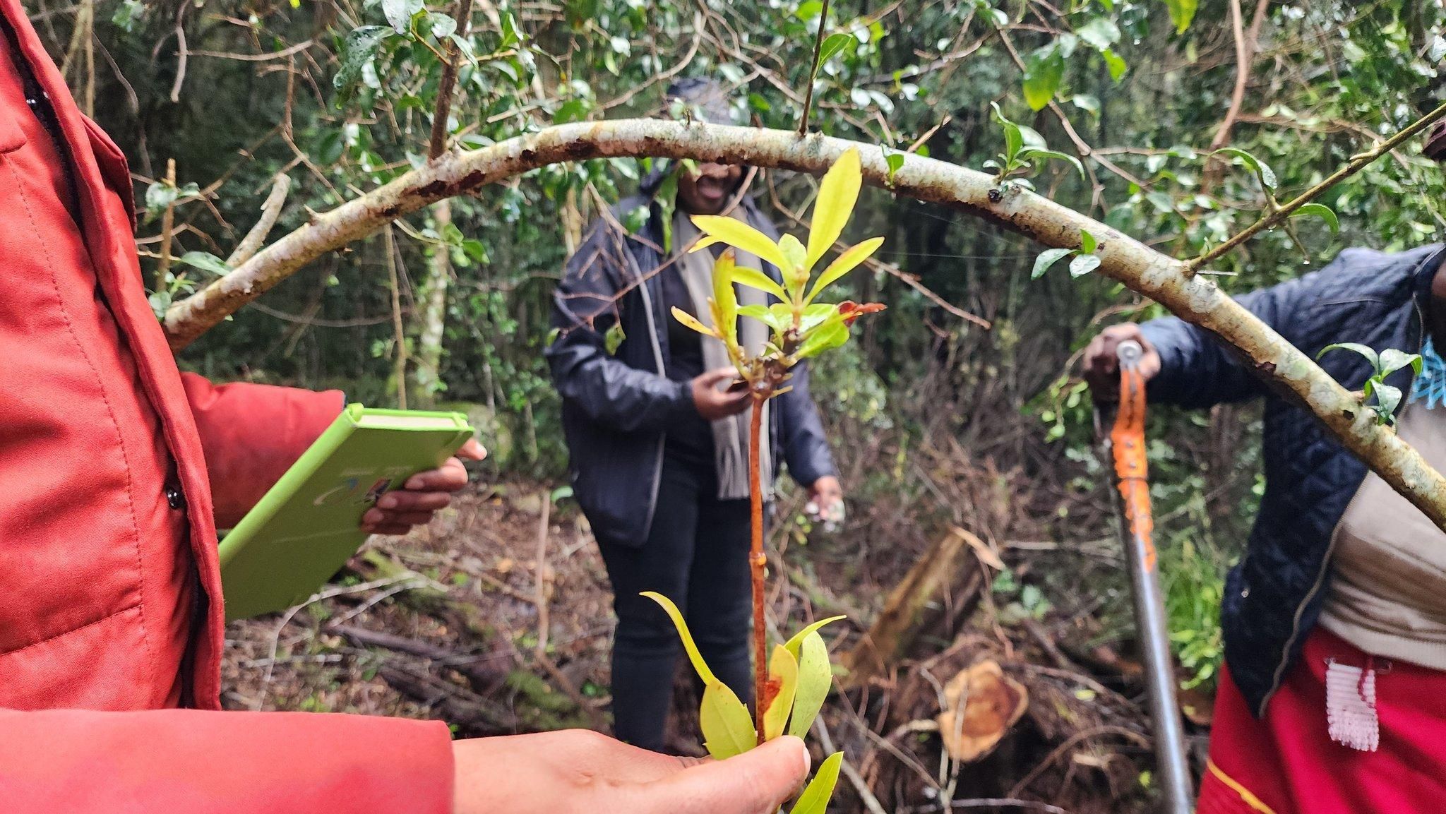 Reviving Newlands Forest: SANParks' tree planting initiative tackles ...