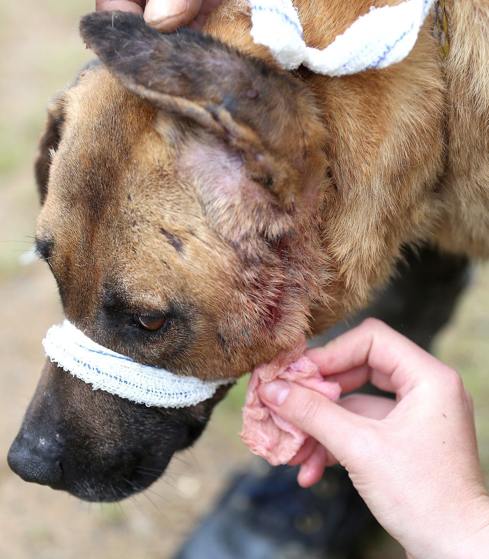 Three rabies deaths in KZN: Public urged to vaccinate pets and seek ...