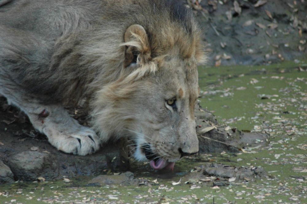 Go on holiday to help save lions