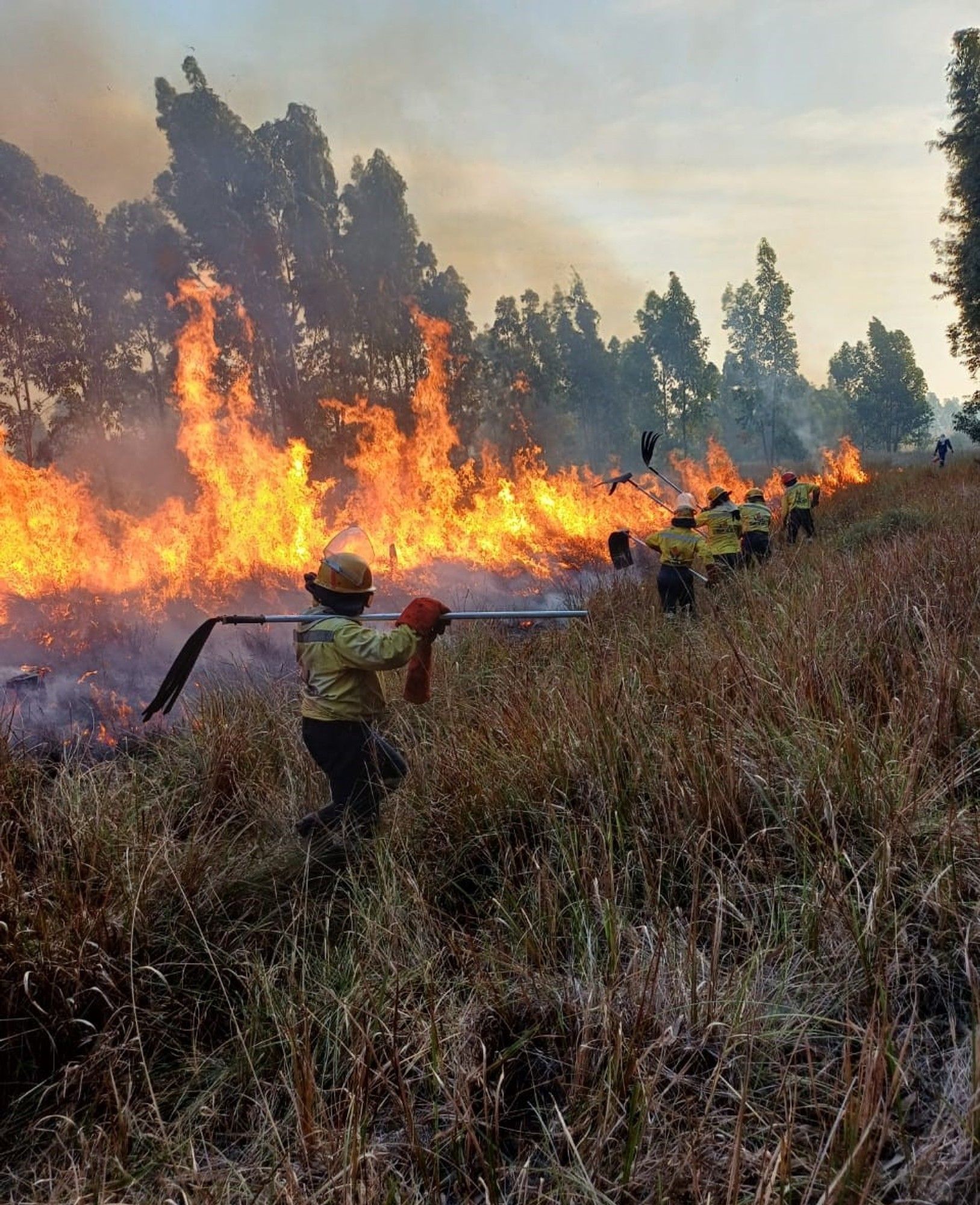 Urgent call for enhanced fire prevention strategies amid record ...