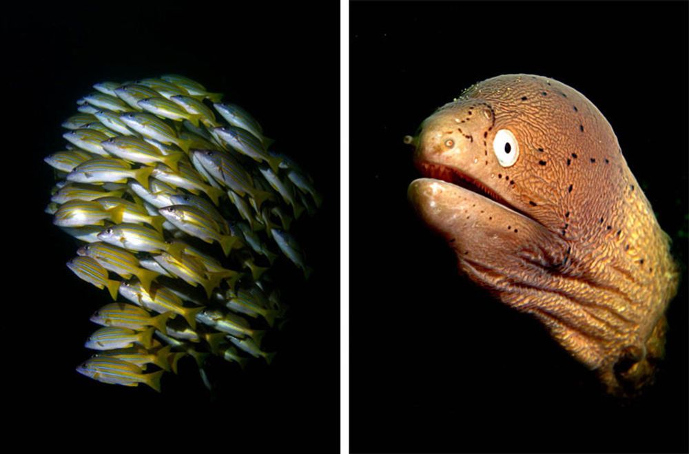 Fish on camera
