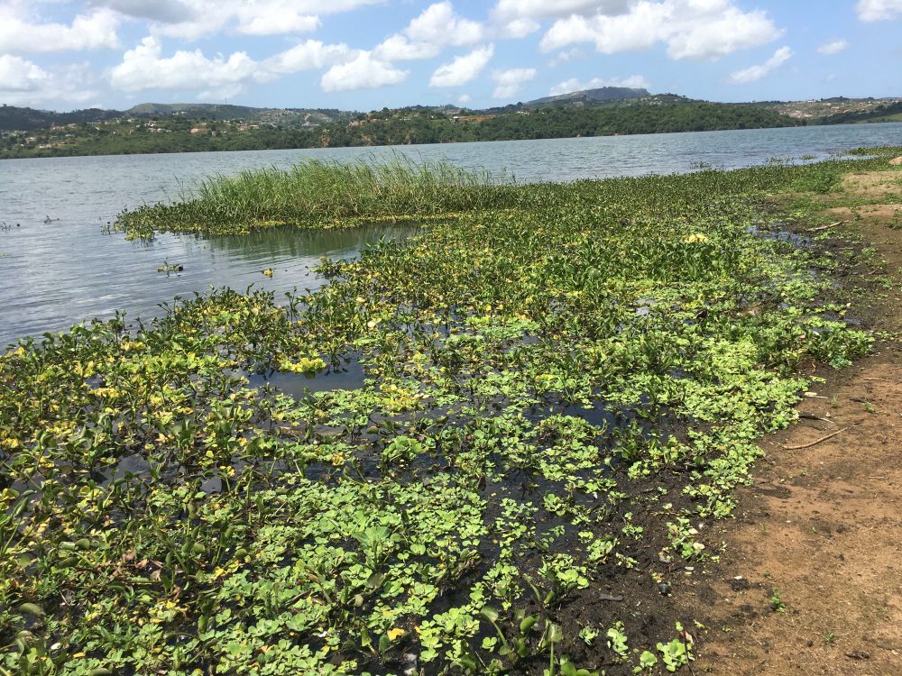 Removal of boom gate one of the causes for hyacinth at Inanda Dam