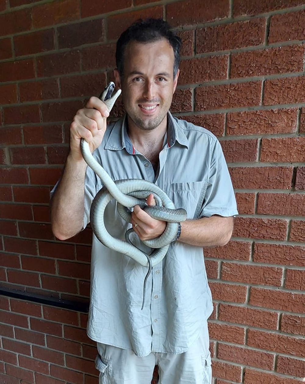 Westville man shocked to find black mamba next to him while watching TV
