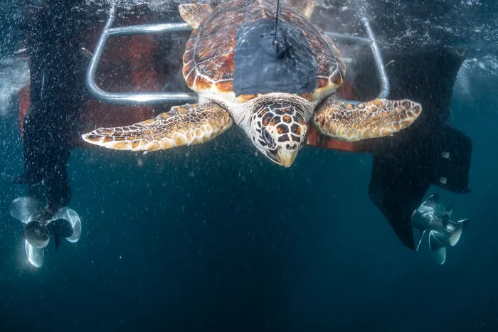 PICS: Rehabilitated, released marine life tracked in the ocean