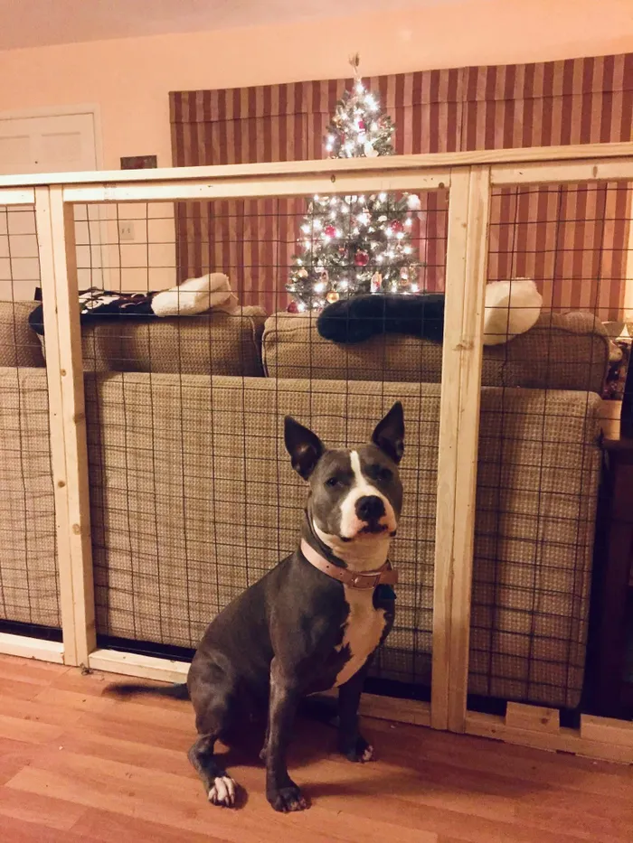 How one man's holiday routine helps Rescue Dogs