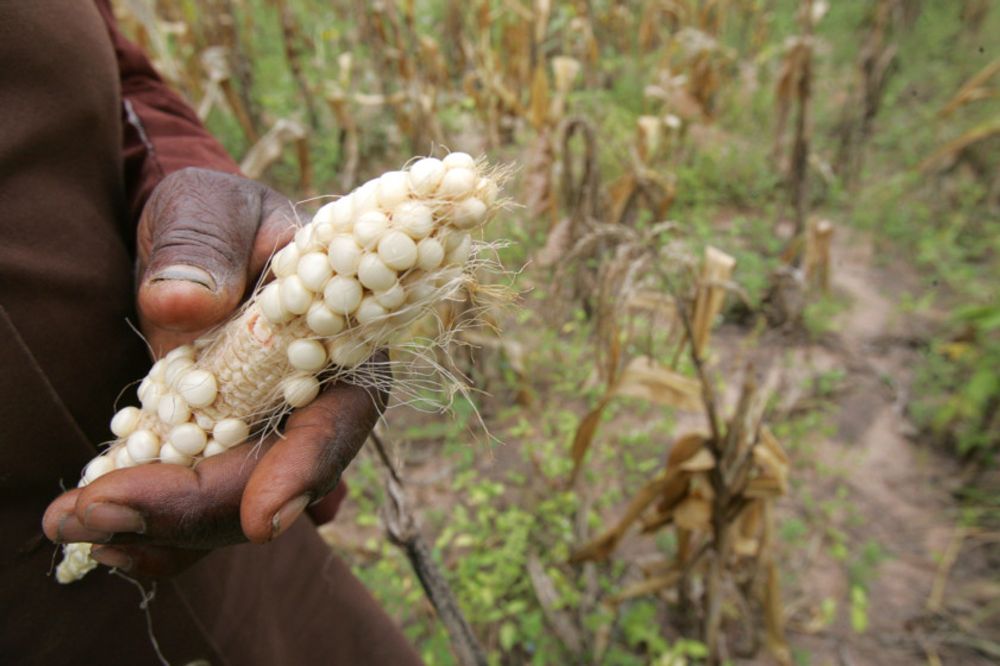 Drought-hit Zim running out of food