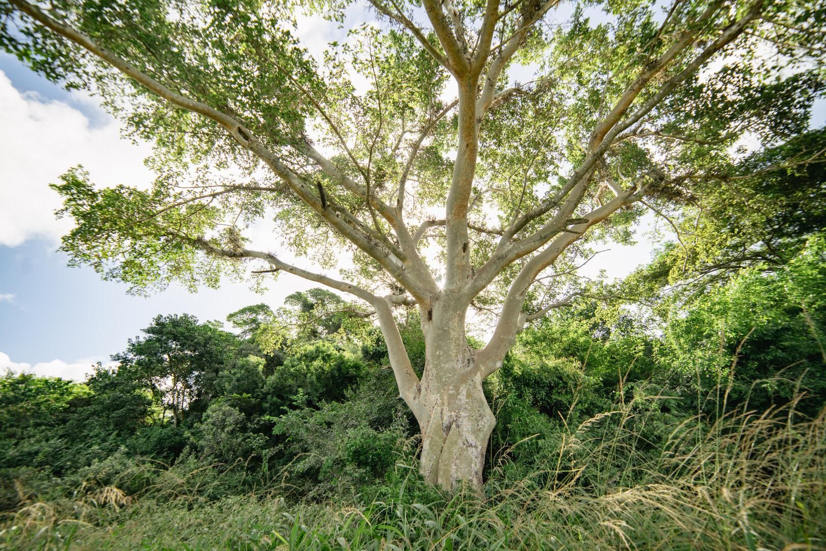 How South Africa’s planted forests are guardians of indigenous trees