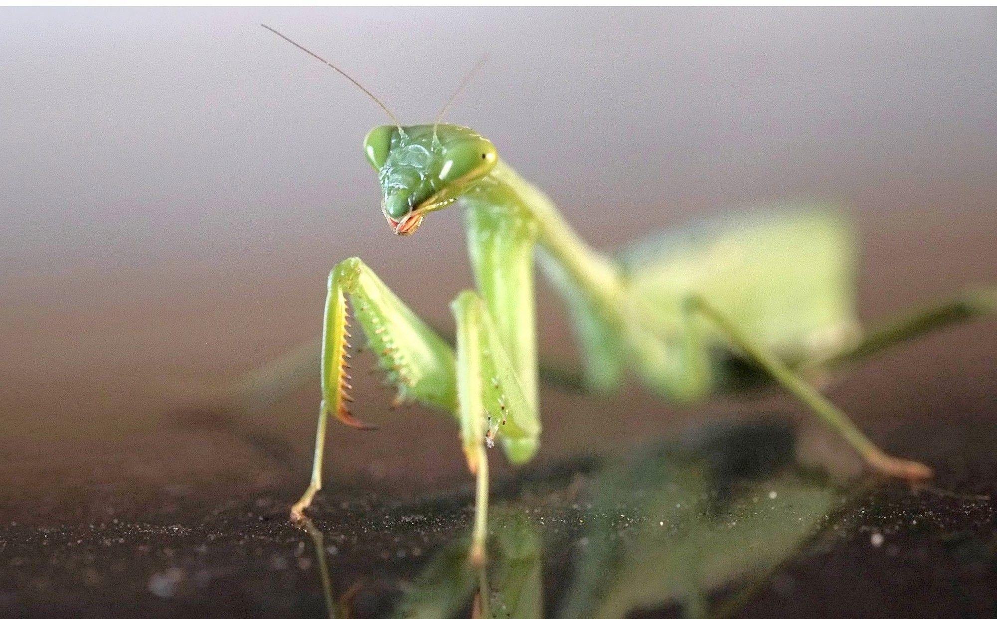 Experts warn of catastrophic effects of insect loss