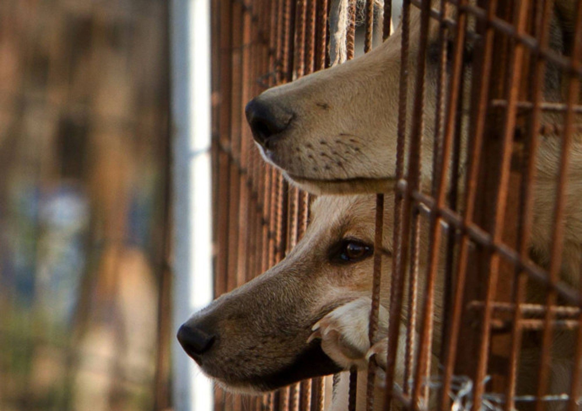 Rising number of cases of human rabies a growing concern