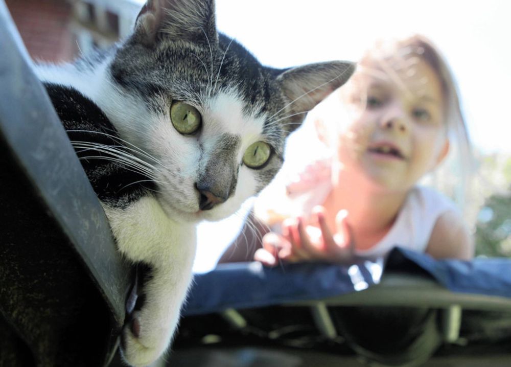 Claws come out in court case over kitten