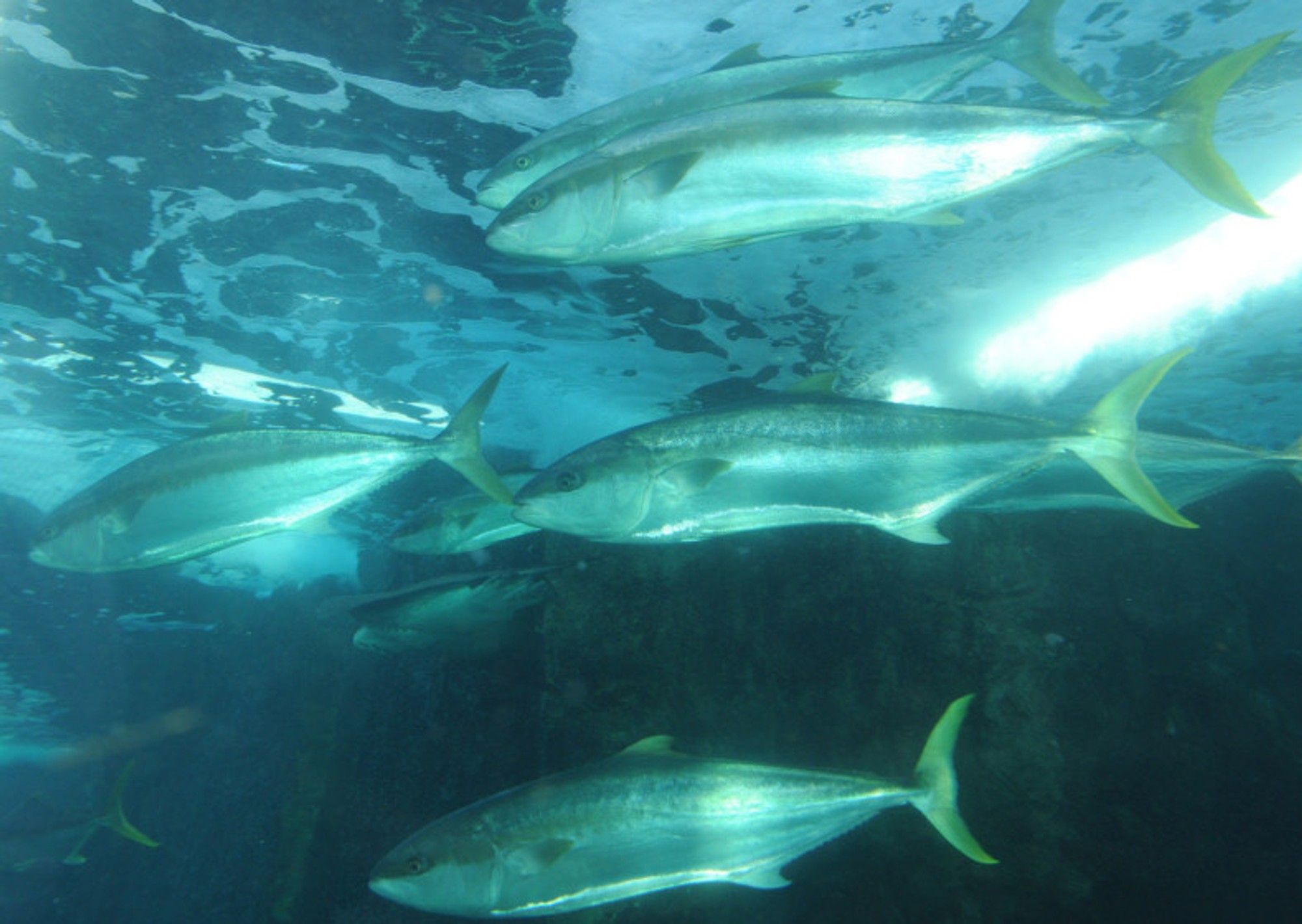 Dead fish litter ocean floor