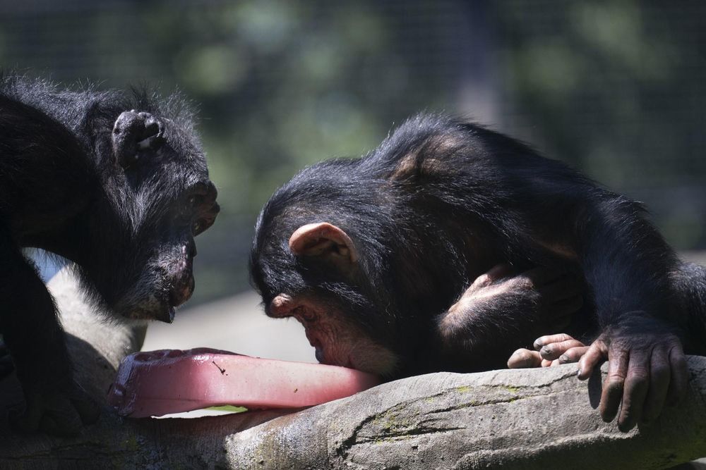 New Research Reveals The Evolutionary Advantages Of Same Sex Interactions In Primates
