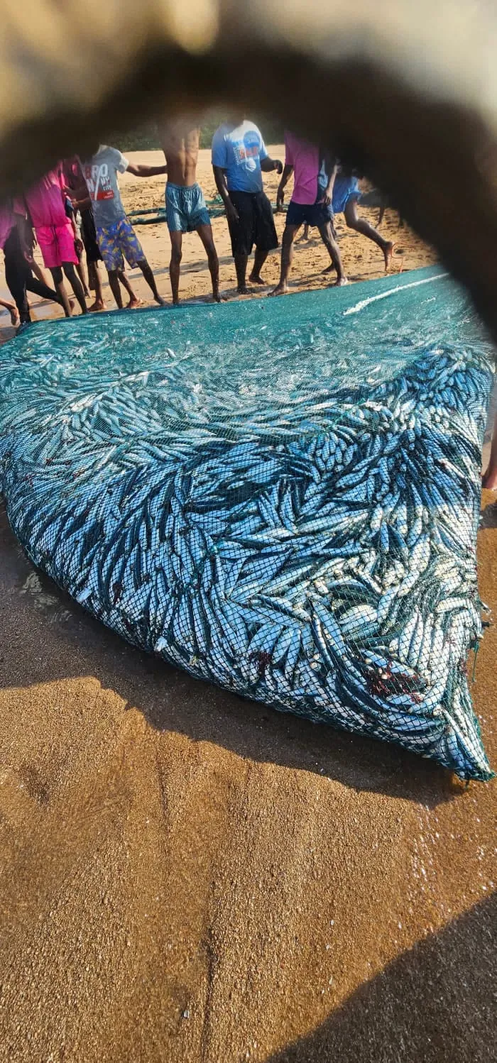 Sardine run heats up along KZN's coast, but patience is needed for ...