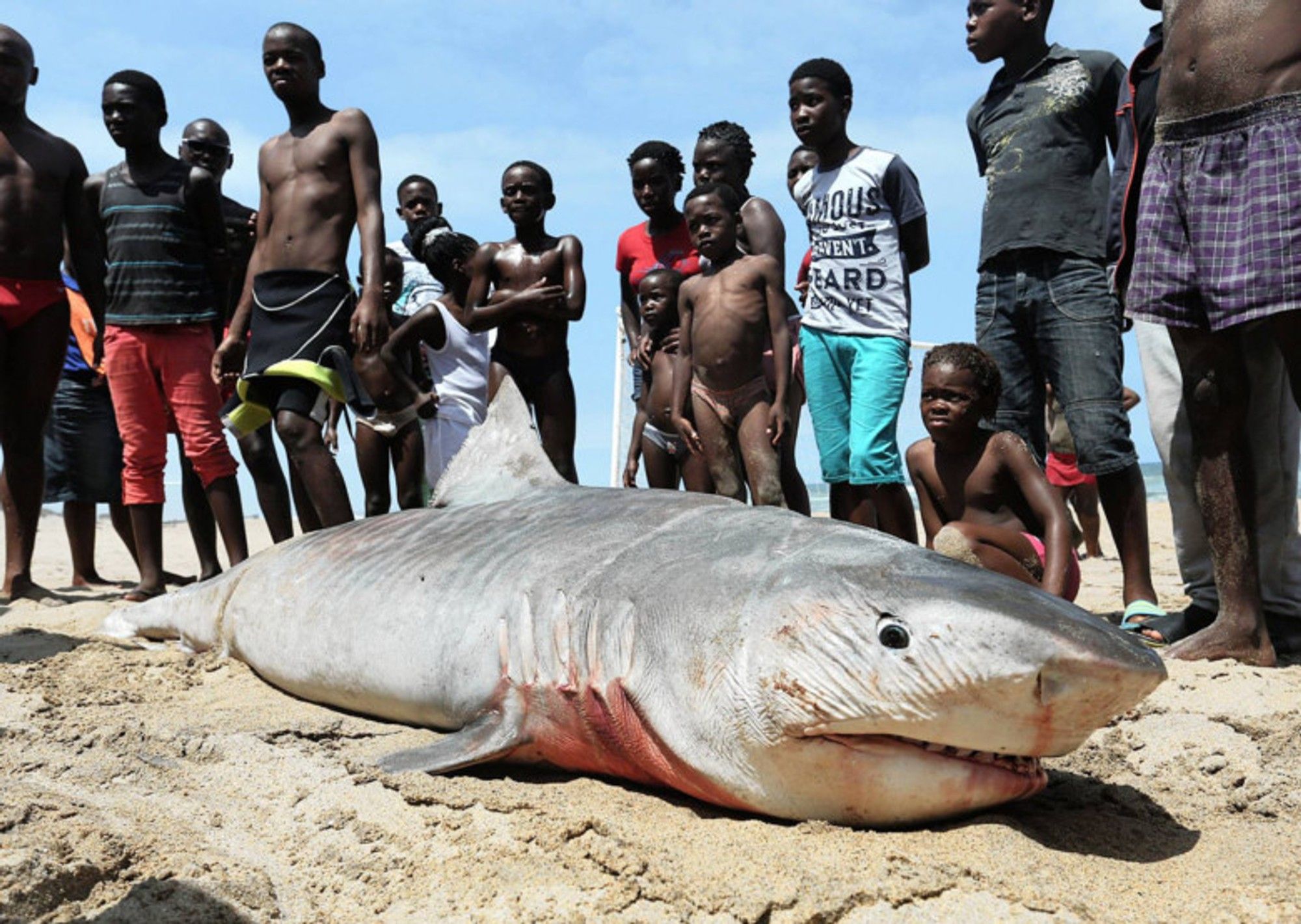 Mystery over South Coast’s rotting sharks