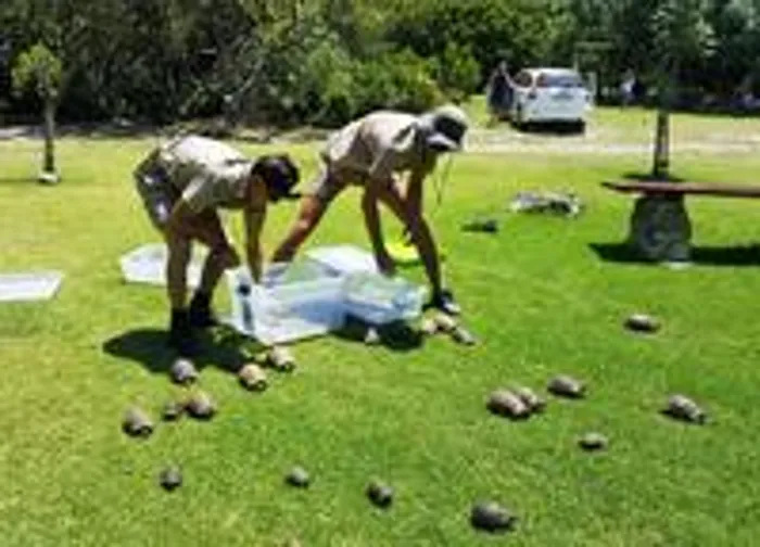 Schoolboy dashes to save 33 tortoises amid blaze