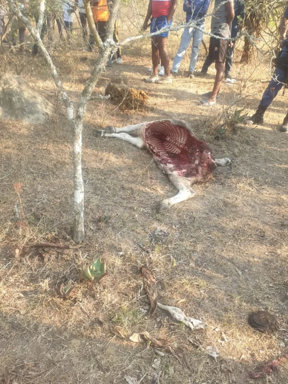 Another half-eaten carcass found in Ulundi as search for escaped lions ...