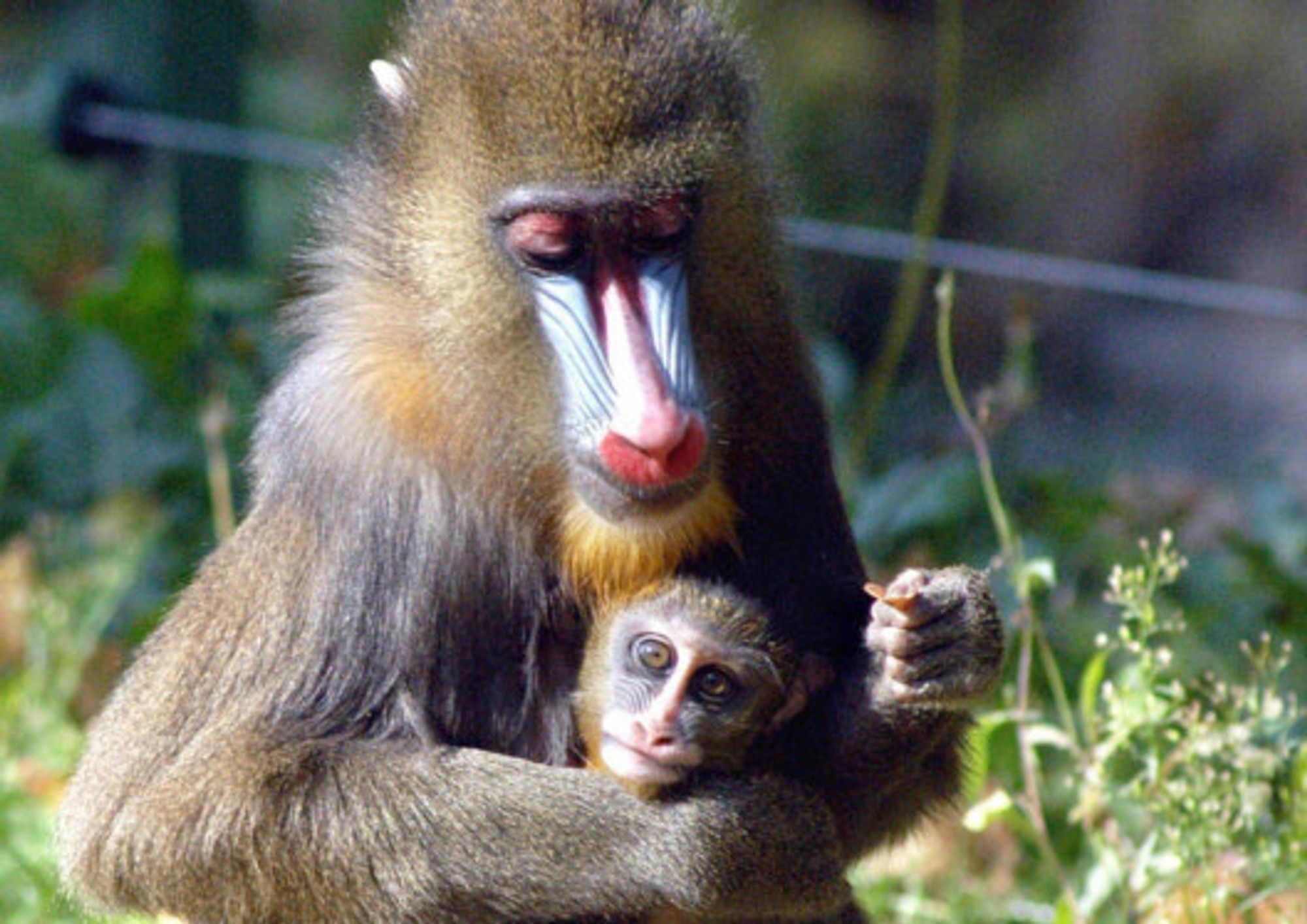 Monkeys that can do sign language