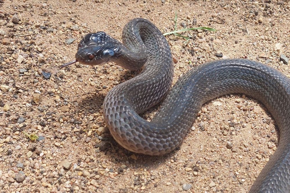 What to do if you encounter a snake or get bitten