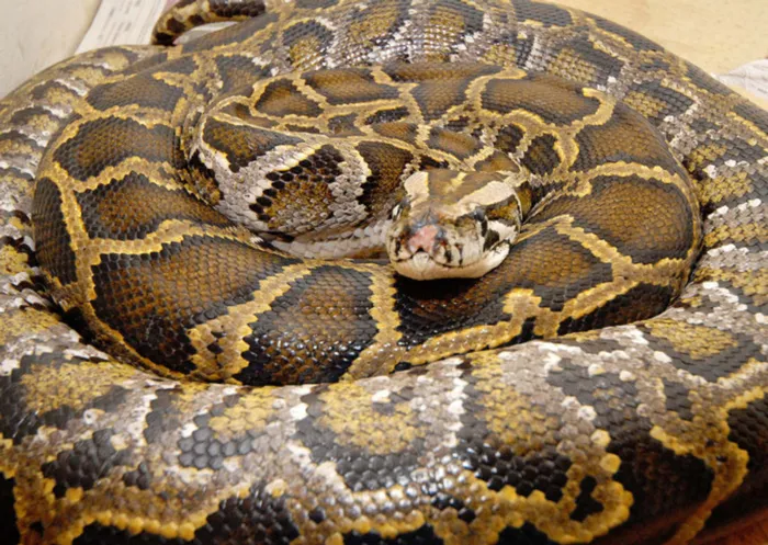 Chain links snake to missing canine