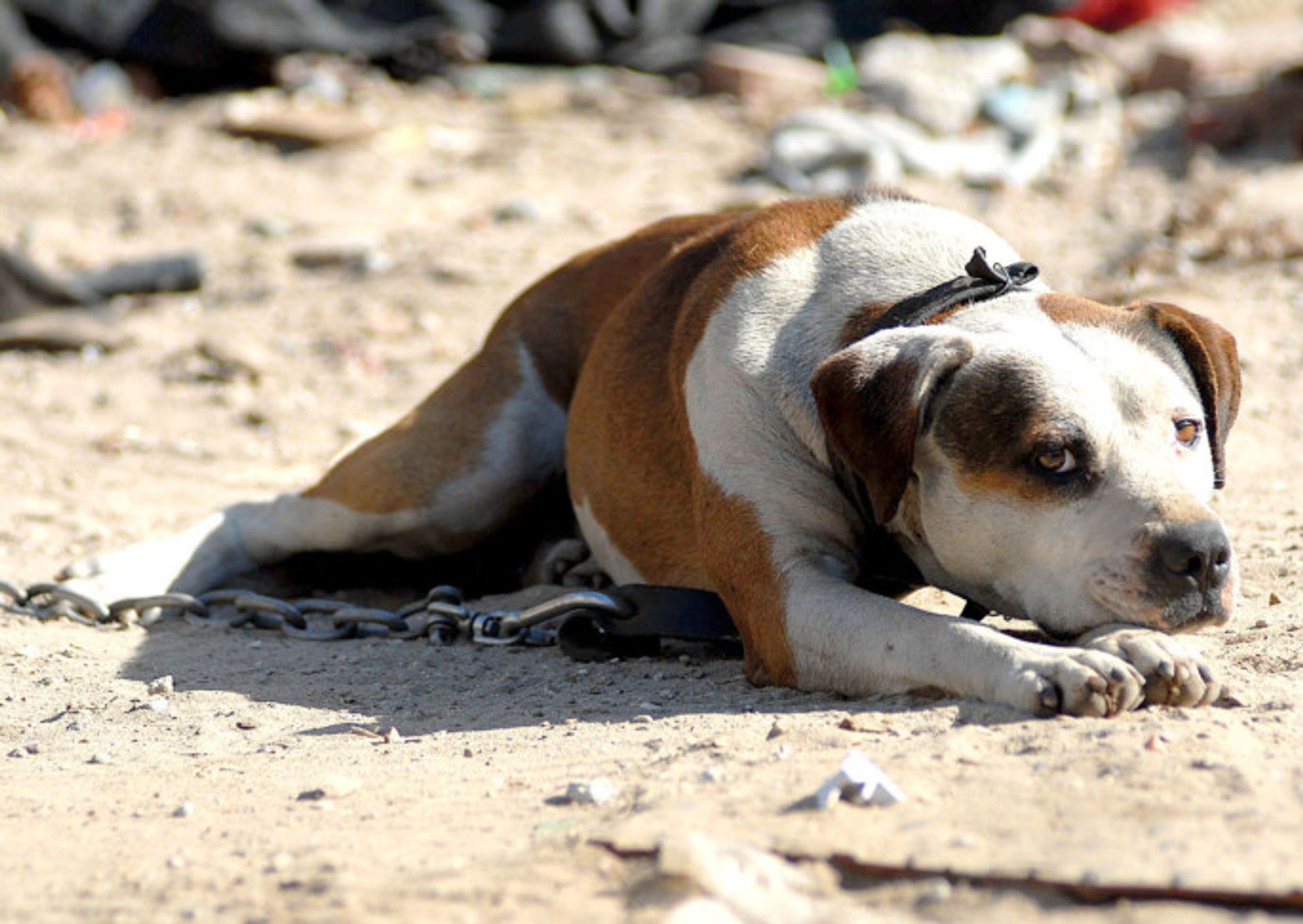 SPCA shocked by pet neglect