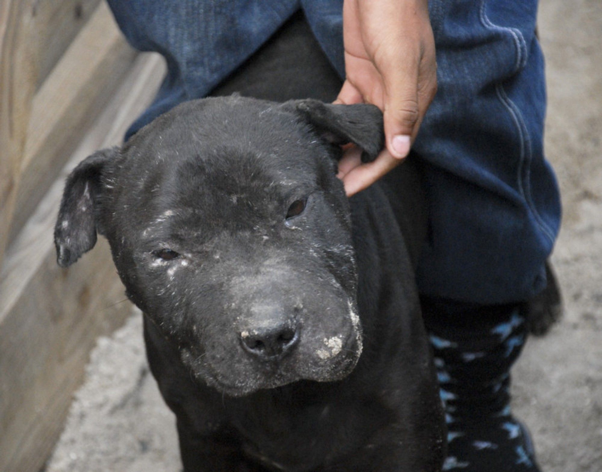 ‘Why I shot crazed pit bull’