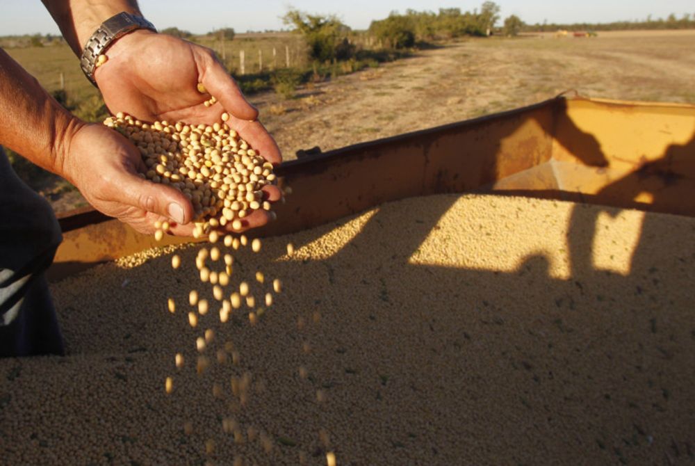Soybeans at 8-month high