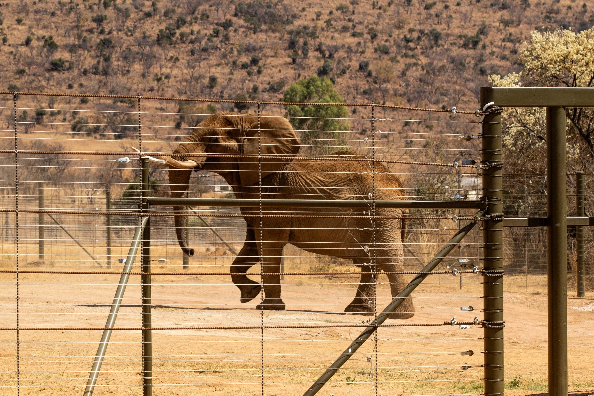Charley the elephant shows signs of healing at new home
