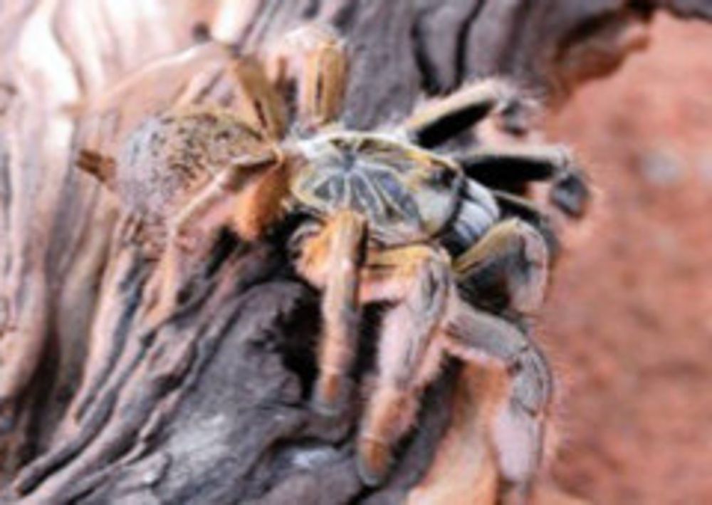 Warmer weather equals more spiders