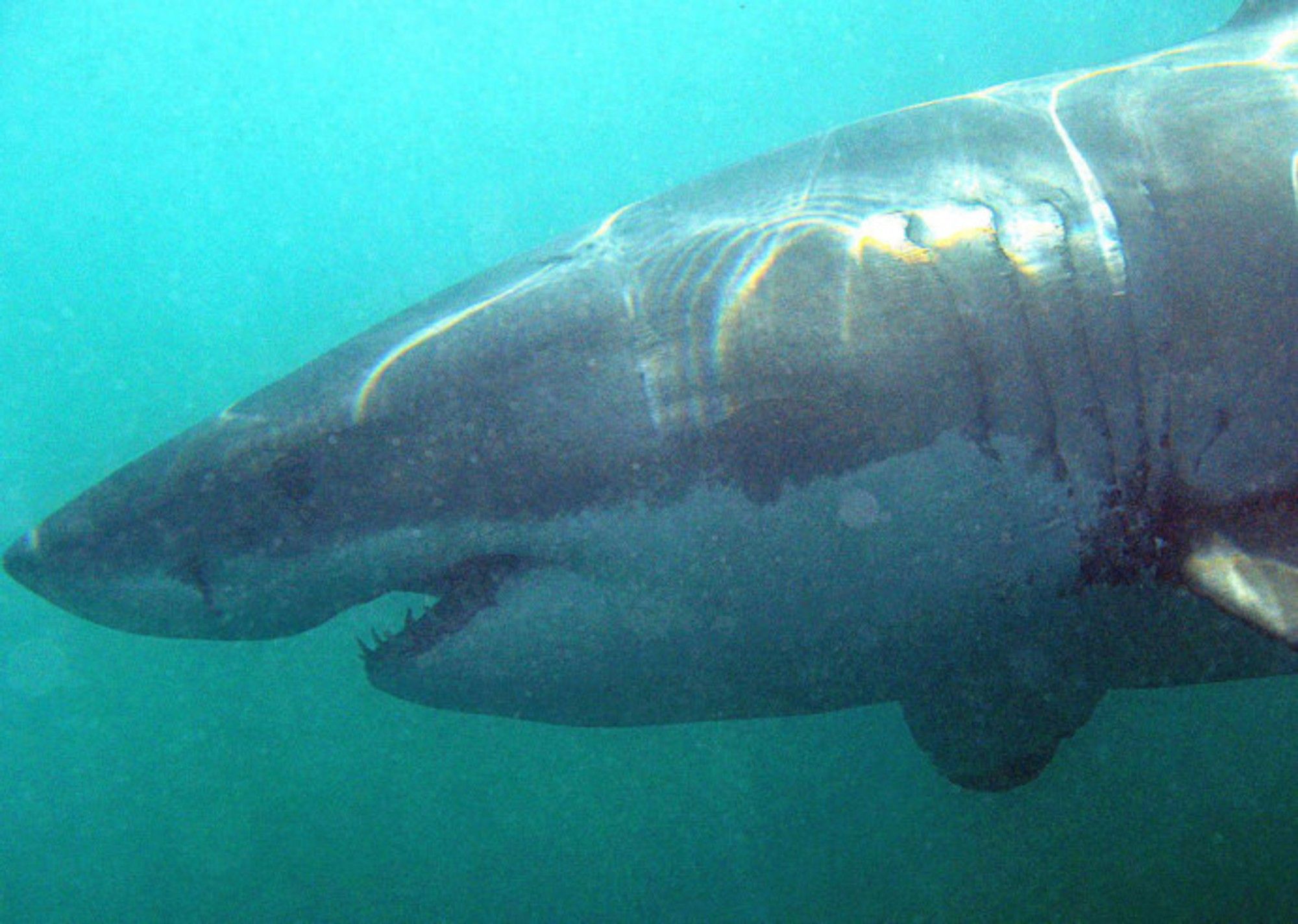 The fishy evolution of humans