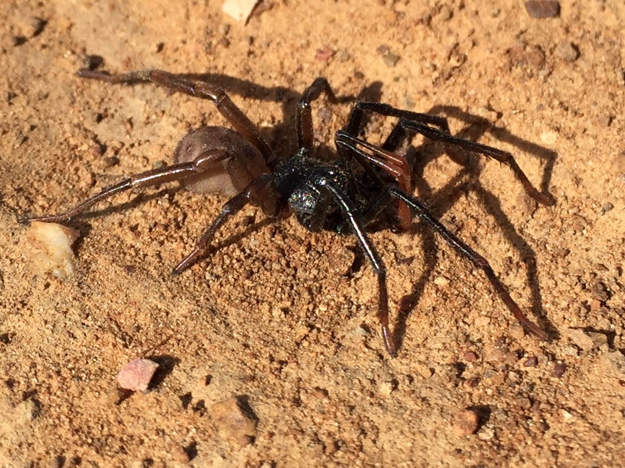 UP researchers involved in discovery of nine trapdoor spider species