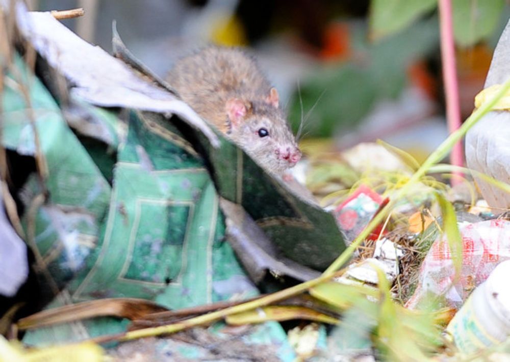 Urgh, it's the invasion of the rats