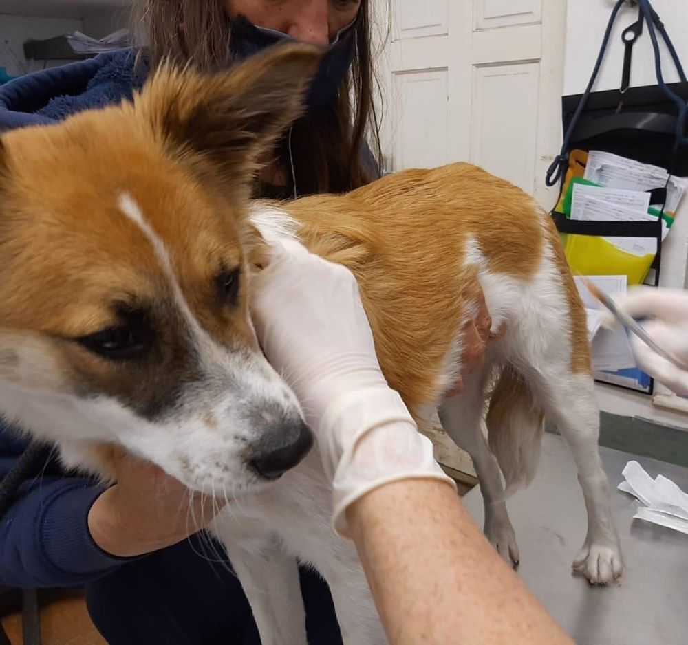 Bestiality case postponed to January 2022 as court awaits DNA report