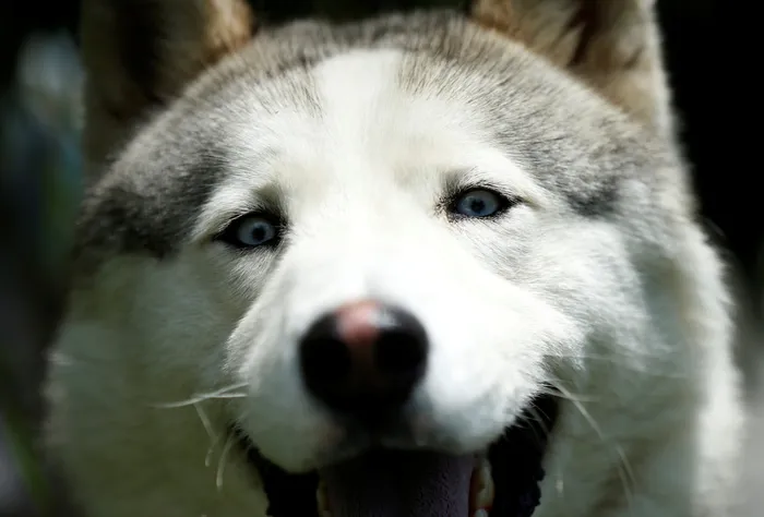 Dog owner must cough up nearly R100k after Siberian Husky bite