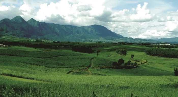 Thriving sugarcane industry benefits people from both China and Myanmar ...
